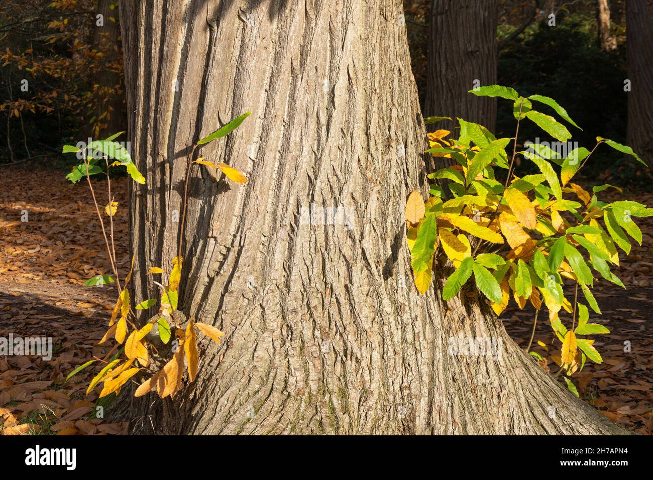 Tree stump in autumn colours, Virginia Water Lake (Windsor Great Park ...