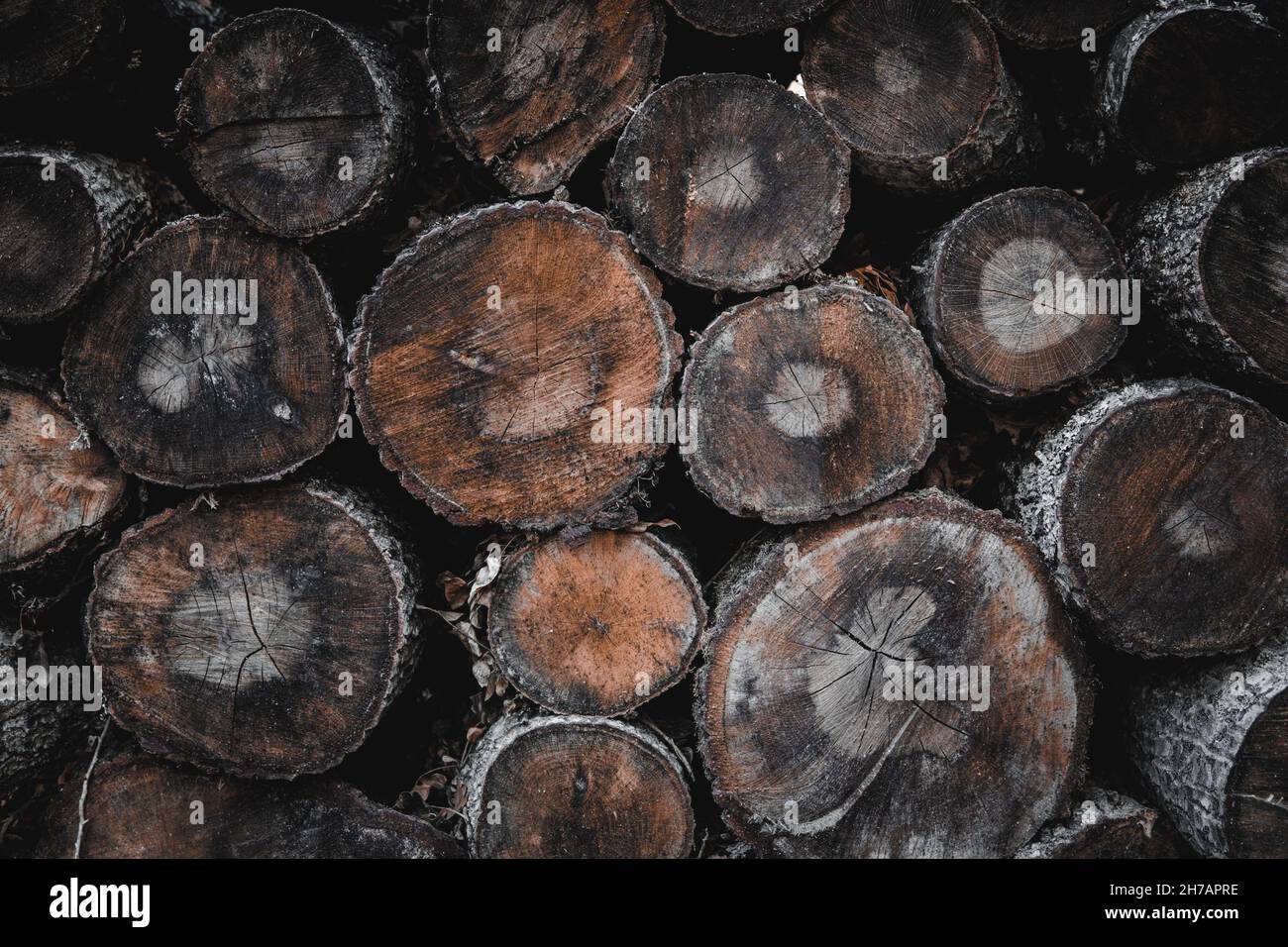 stack of firewoods in forest Stock Photo - Alamy