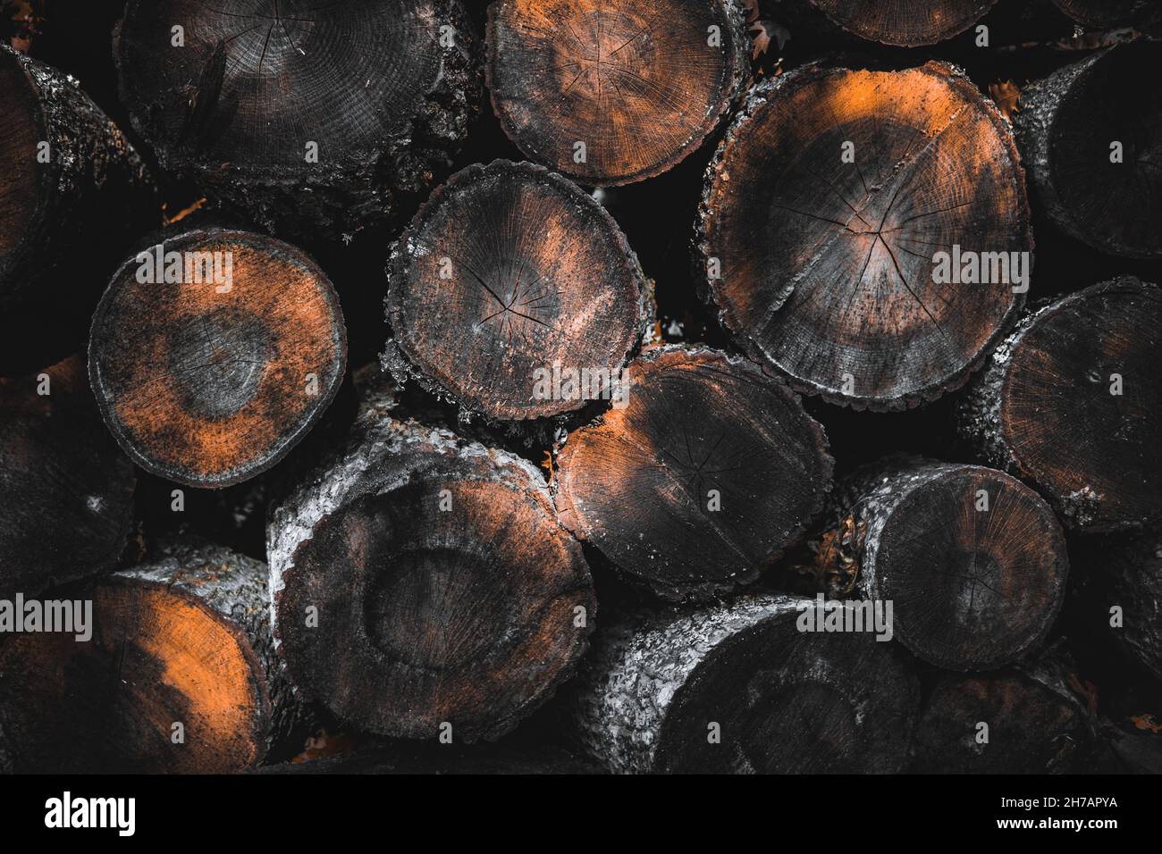 stack of firewoods in forest Stock Photo - Alamy