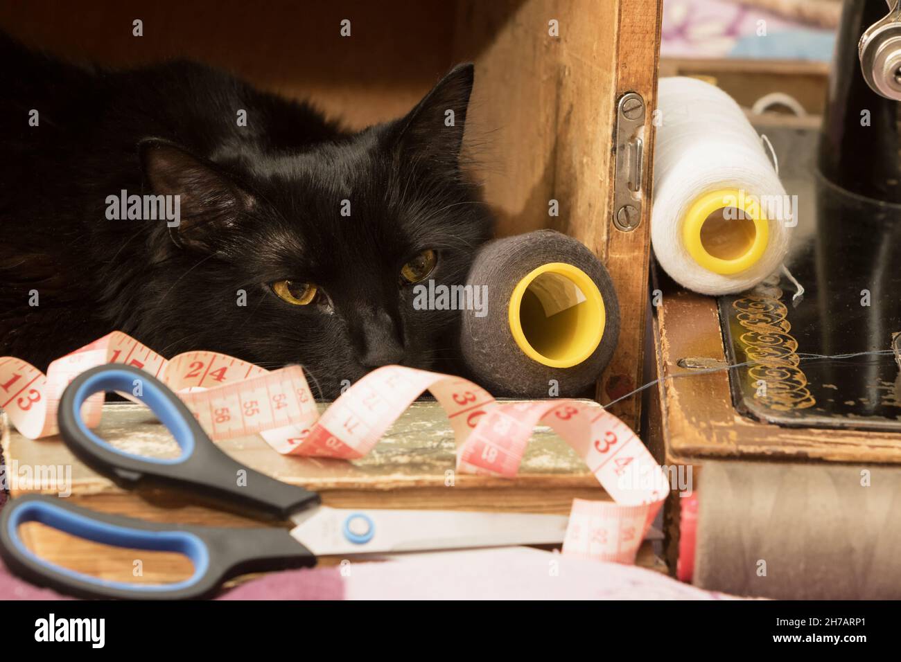 Cat machine hi-res stock photography and images - Alamy