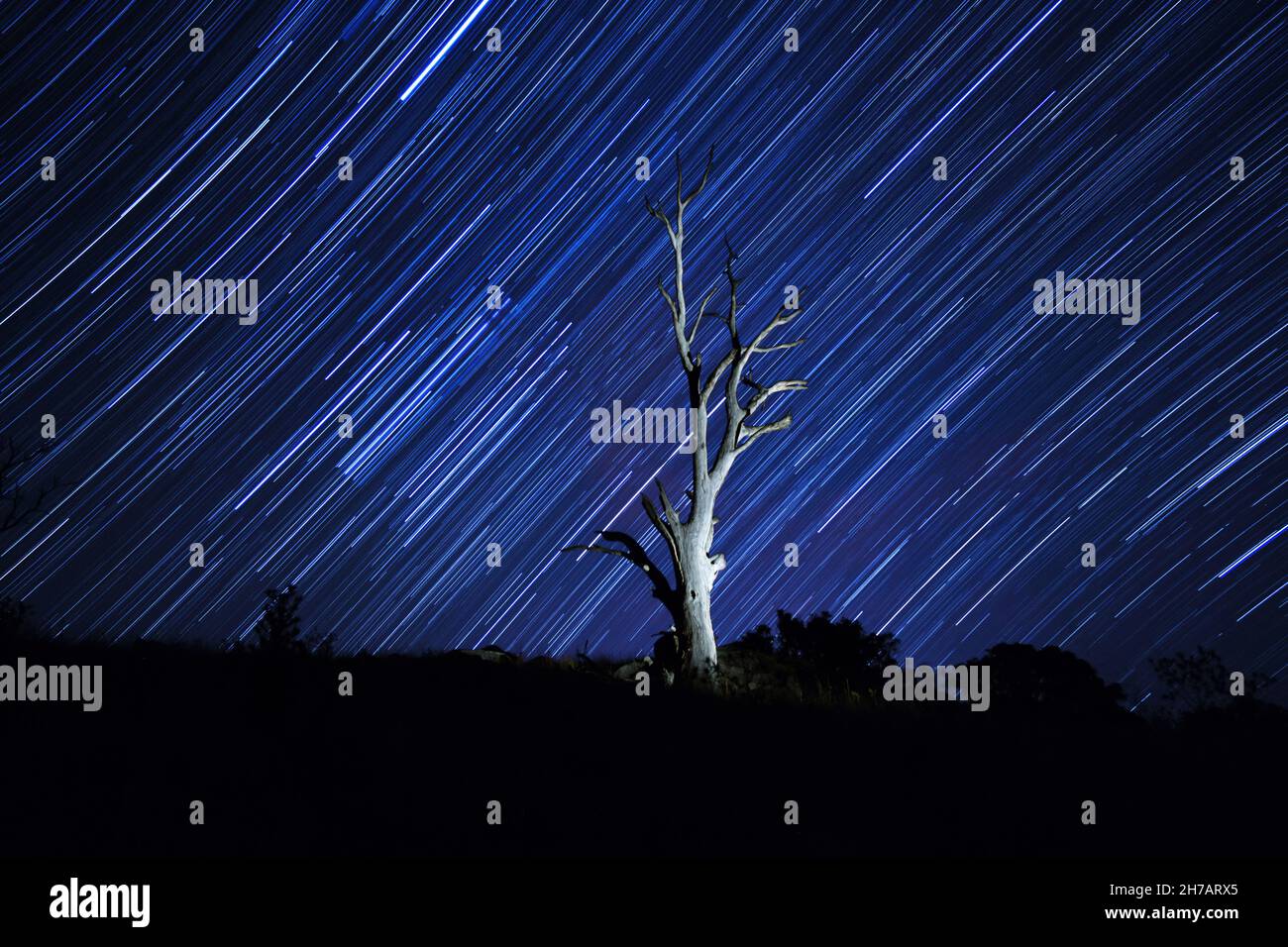 Star trail over illuminated dead tree Stock Photo - Alamy