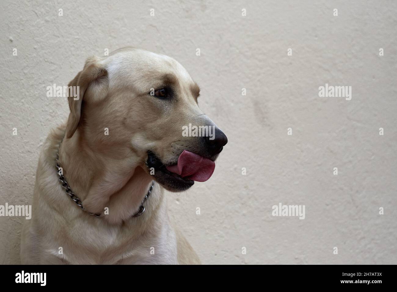 A sand-colored labrador retriever dog licking his face on a grey ...