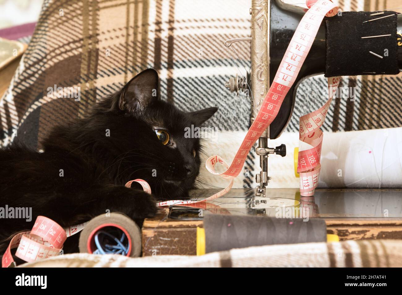 Sewing machine with thread and cat Stock Photo - Alamy