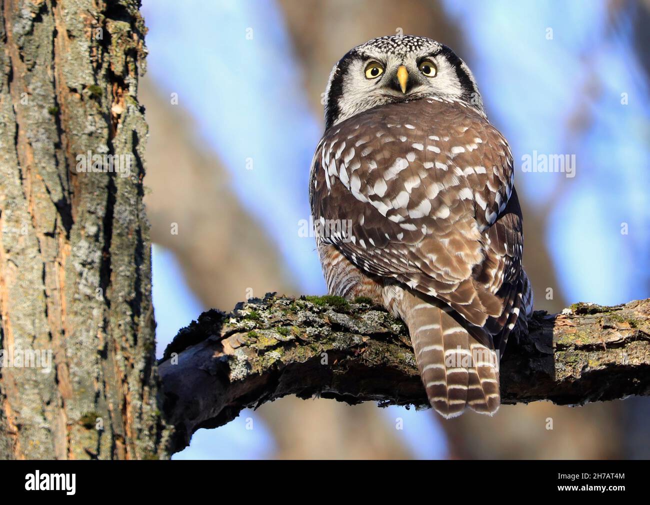 Northern Hawk Owl sitting on a branch tree into the forest, Quebec ...