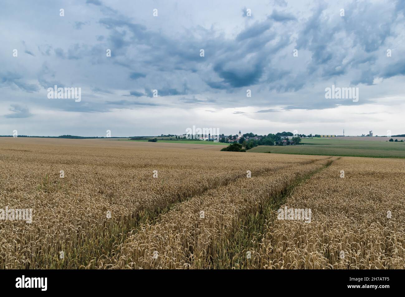 Yellow corn fields with tractor trails at the German countryside Stock ...