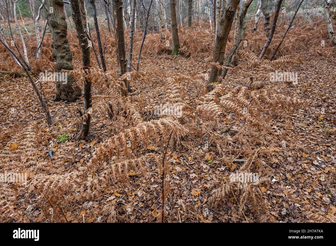 Brown ferns and fronds of bracken dying back in late autumn to early ...