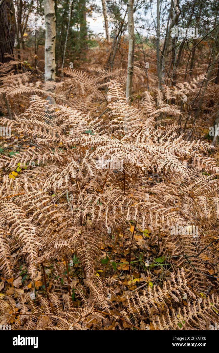Back counties hi-res stock photography and images - Alamy
