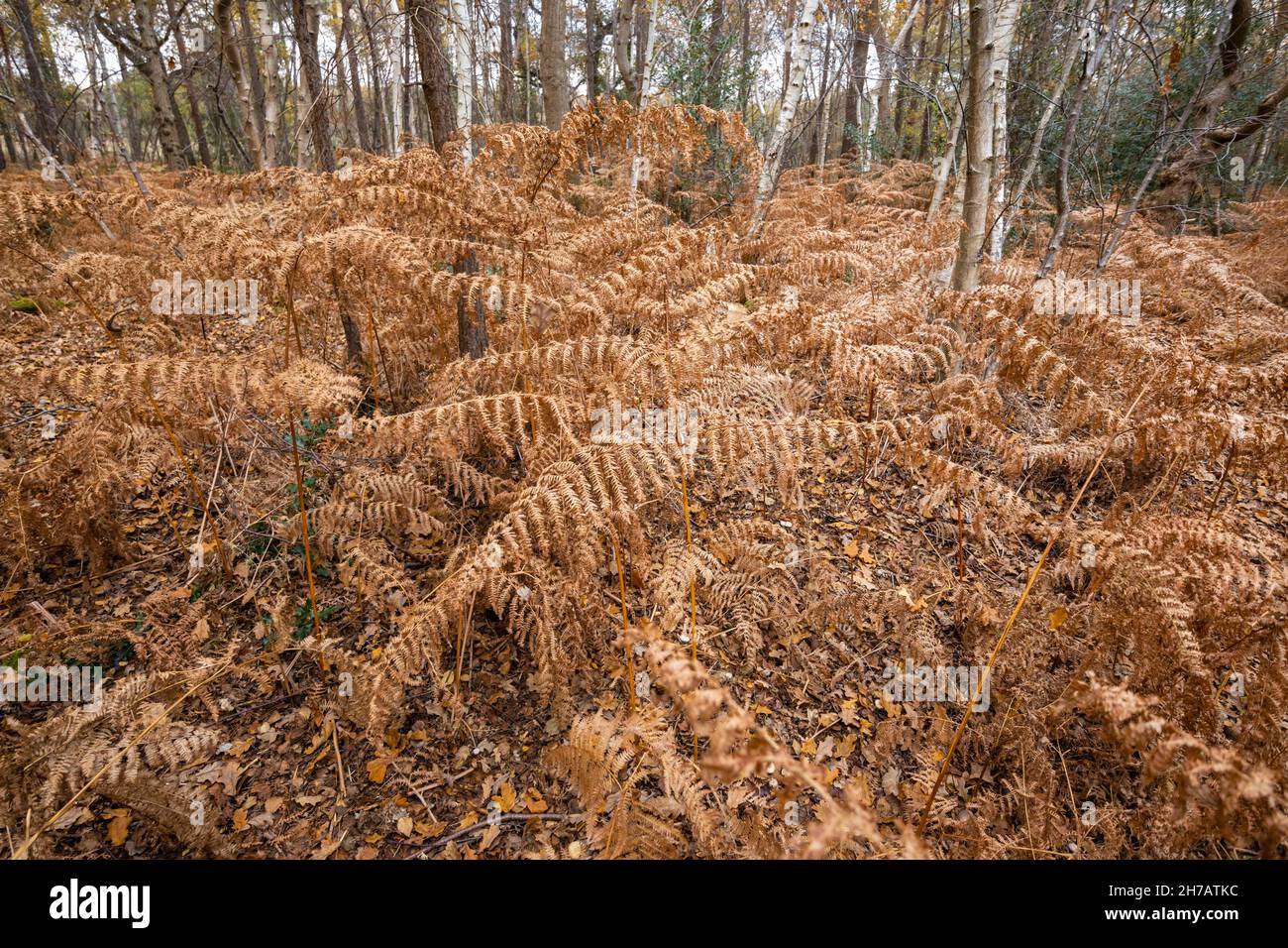 Smarts heath common hi-res stock photography and images - Alamy