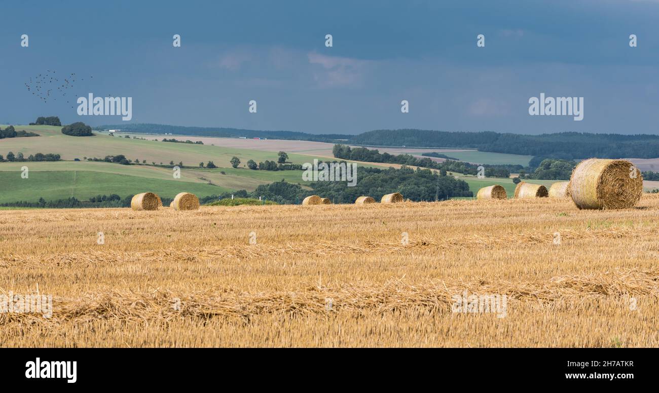 Yellow wheat fields and green surroundings on rural farmland in Germany ...