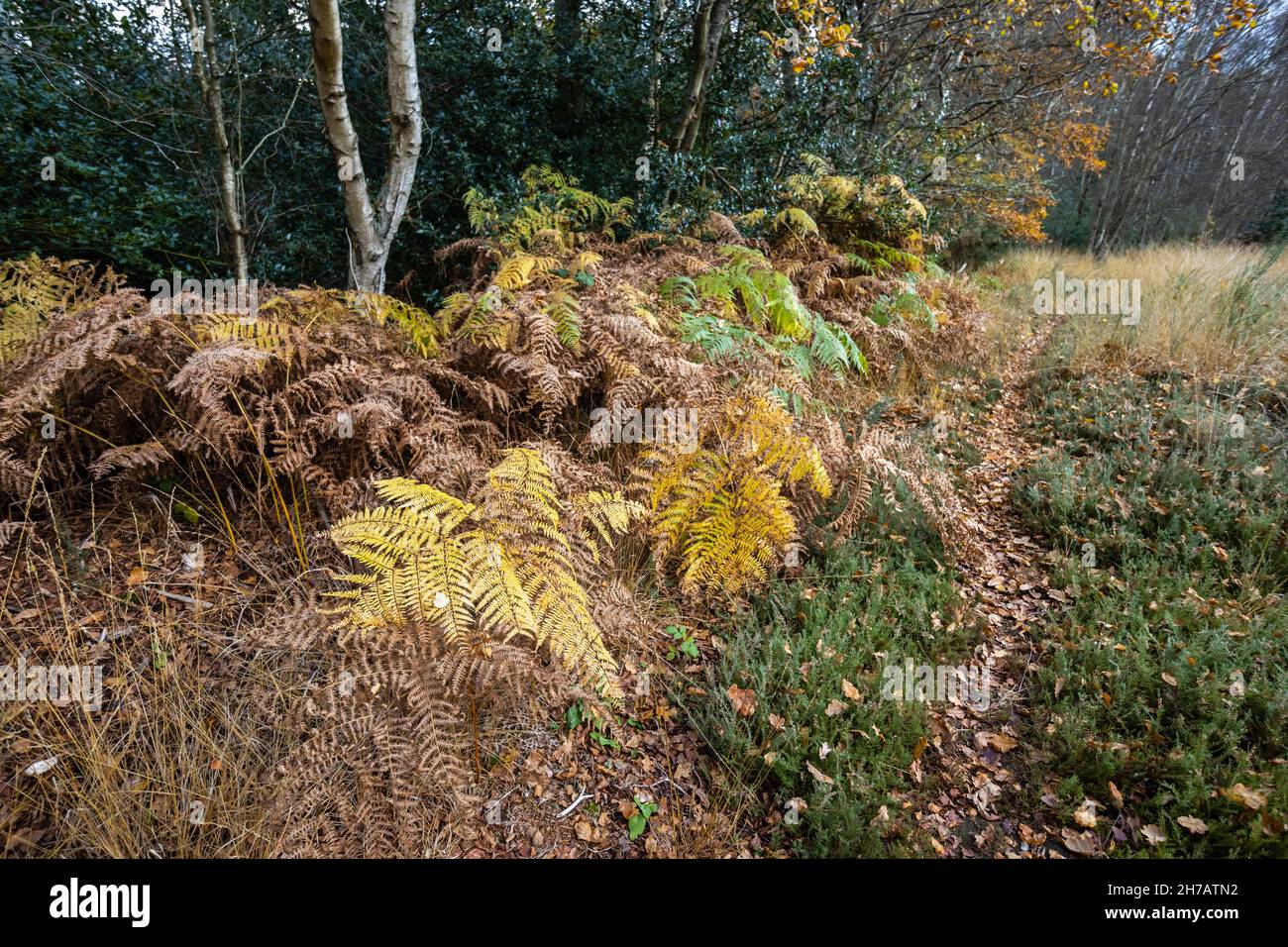 Smarts heath common hi-res stock photography and images - Alamy
