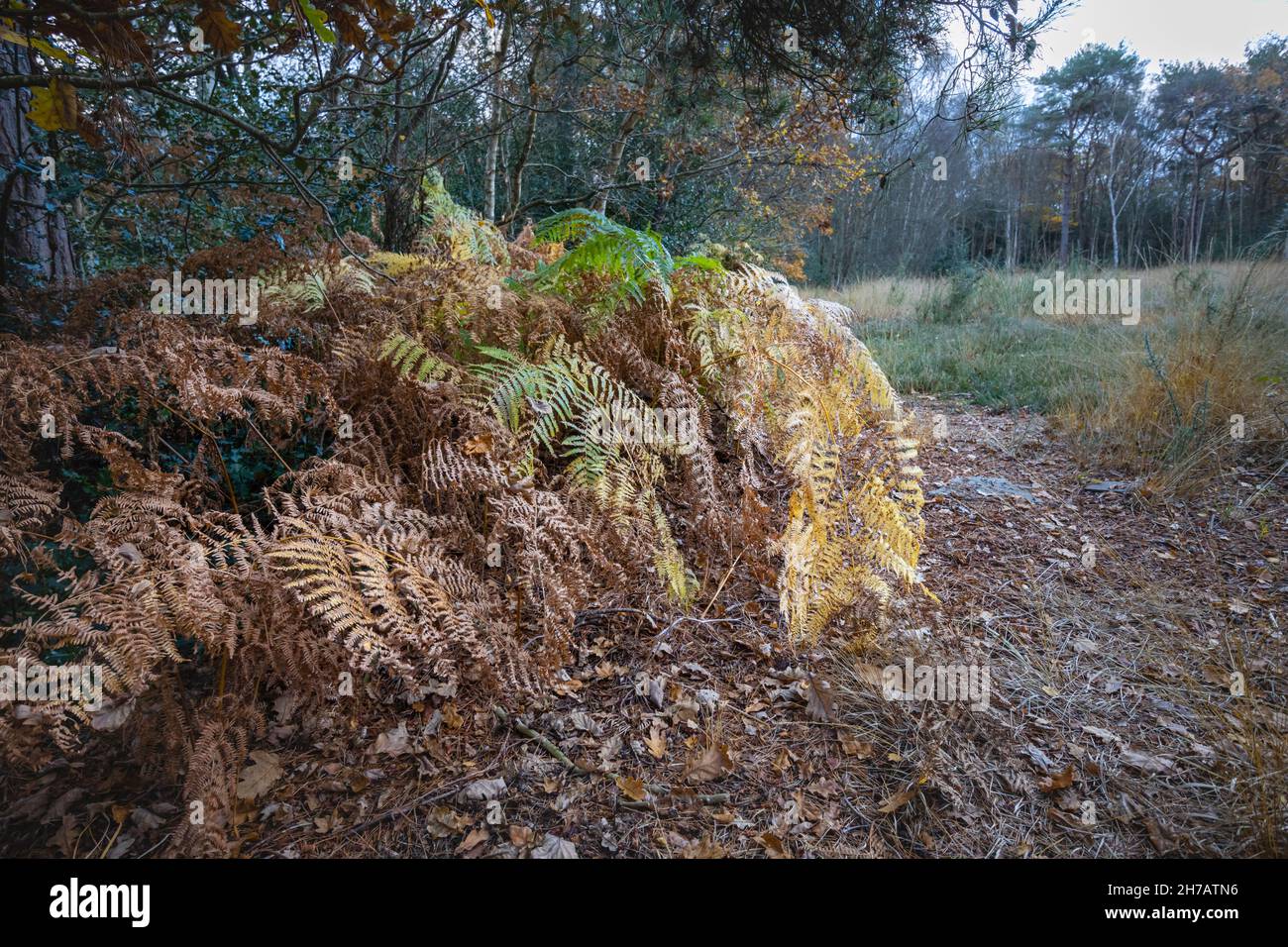 Smarts heath common hi-res stock photography and images - Alamy