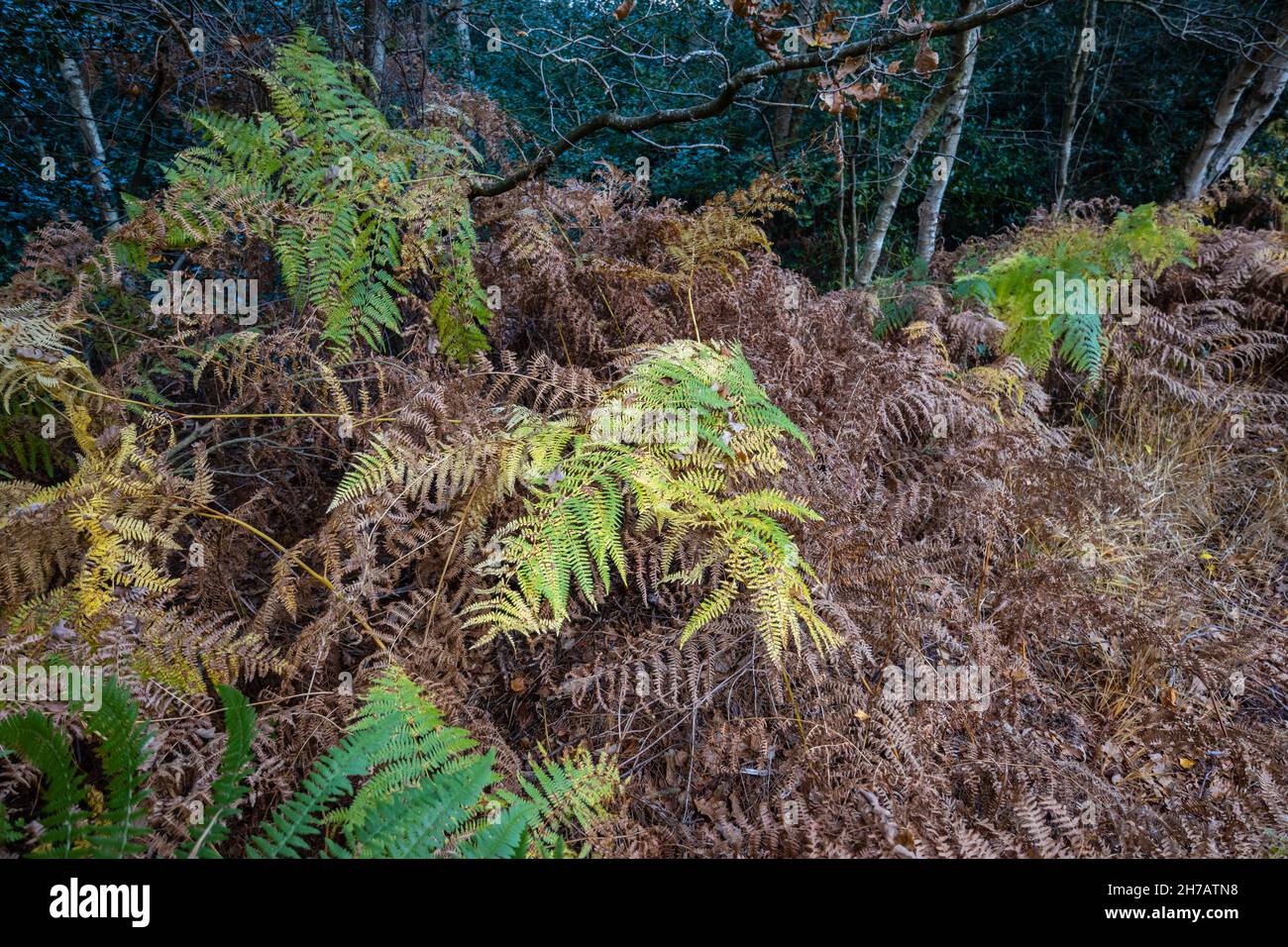 Brown ferns and fronds of bracken dying back in late autumn to early ...