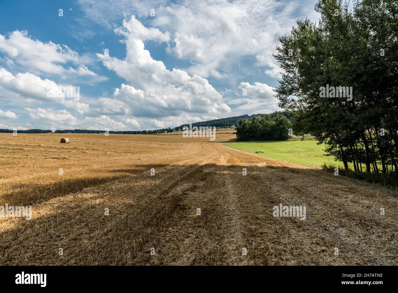 Yellow wheat fields and green surroundings on rural farmland in Germany ...