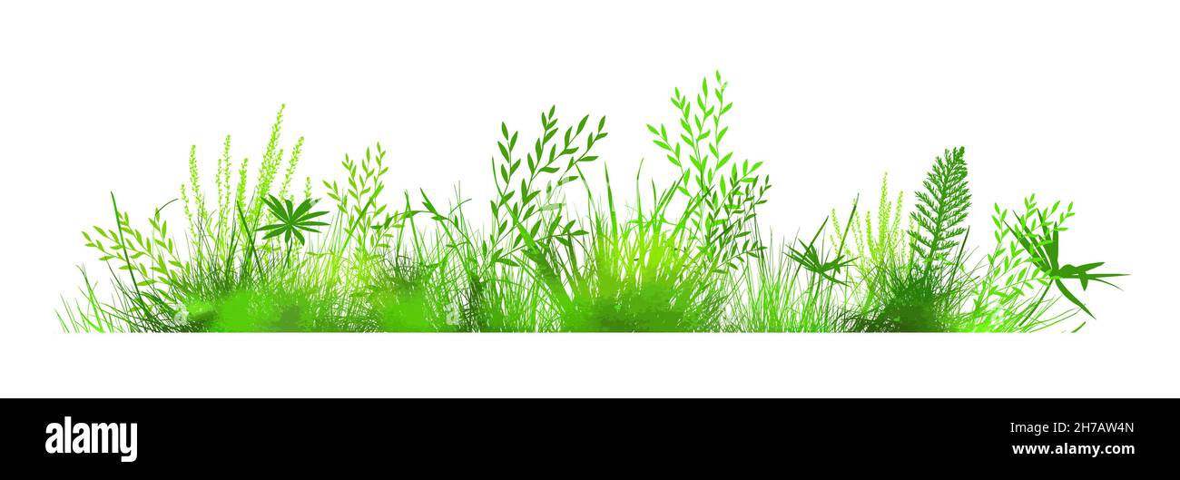 Green grass. The horizontal line of the grass. Vector illustration ...