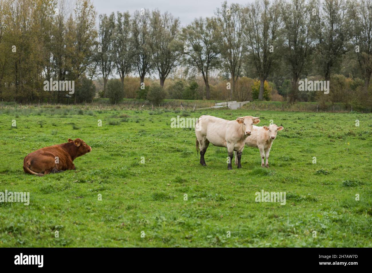 View over trees and grazing catlle in the meadows at the Belgian ...
