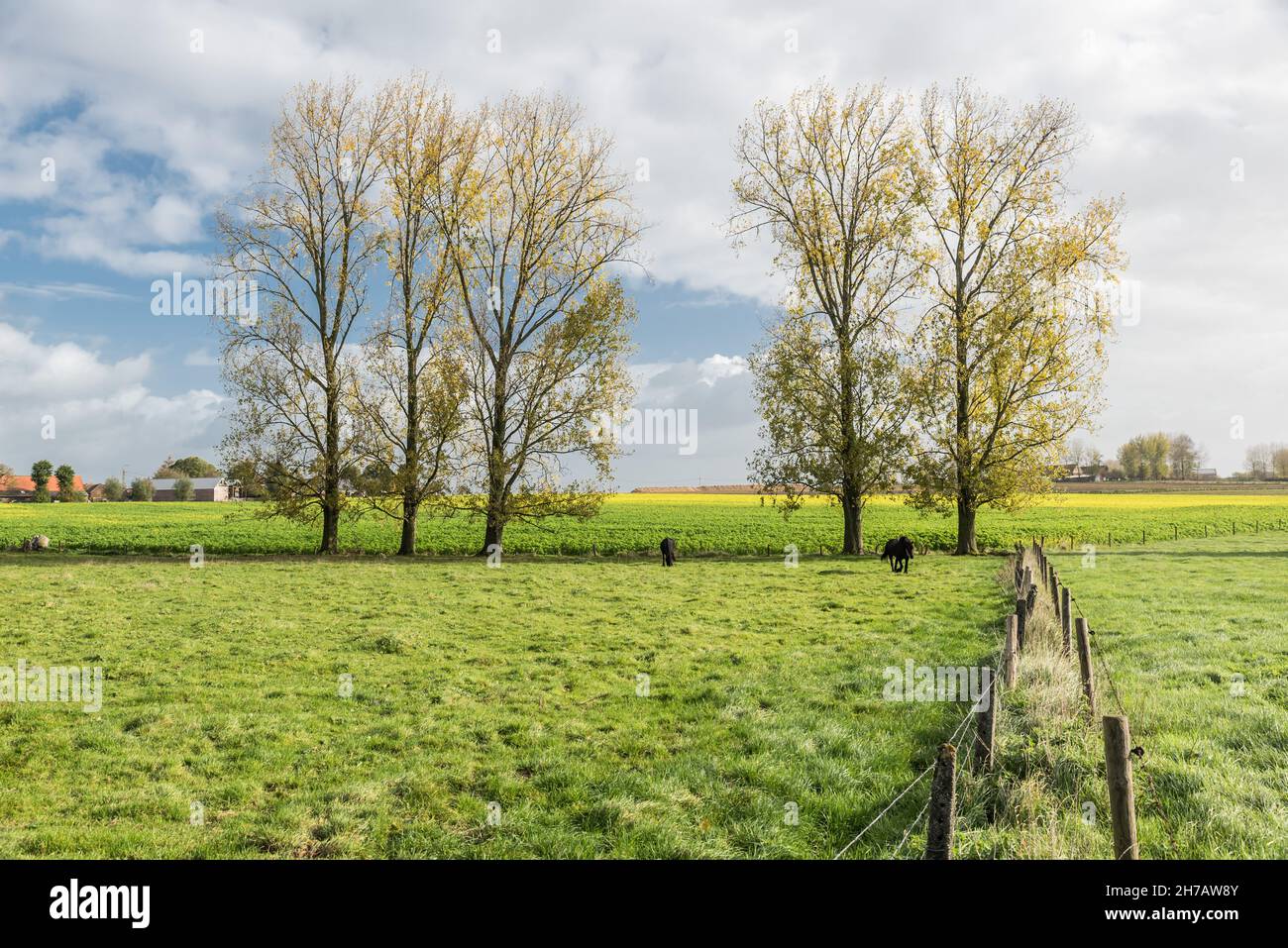 View over trees and meadows at the Belgian countryside Stock Photo - Alamy