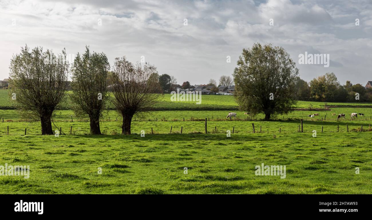 View over trees and meadows at the Belgian countryside Stock Photo - Alamy