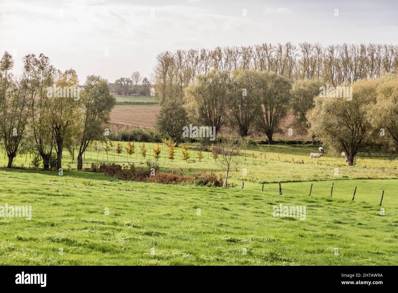 View over trees and meadows at the Belgian countryside Stock Photo - Alamy