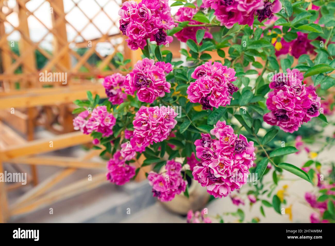 Excelsa rose hi-res stock photography and images - Alamy