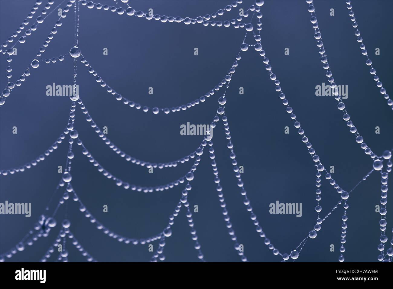 Spider web with strings of dewy pearls isolated on blue background ...