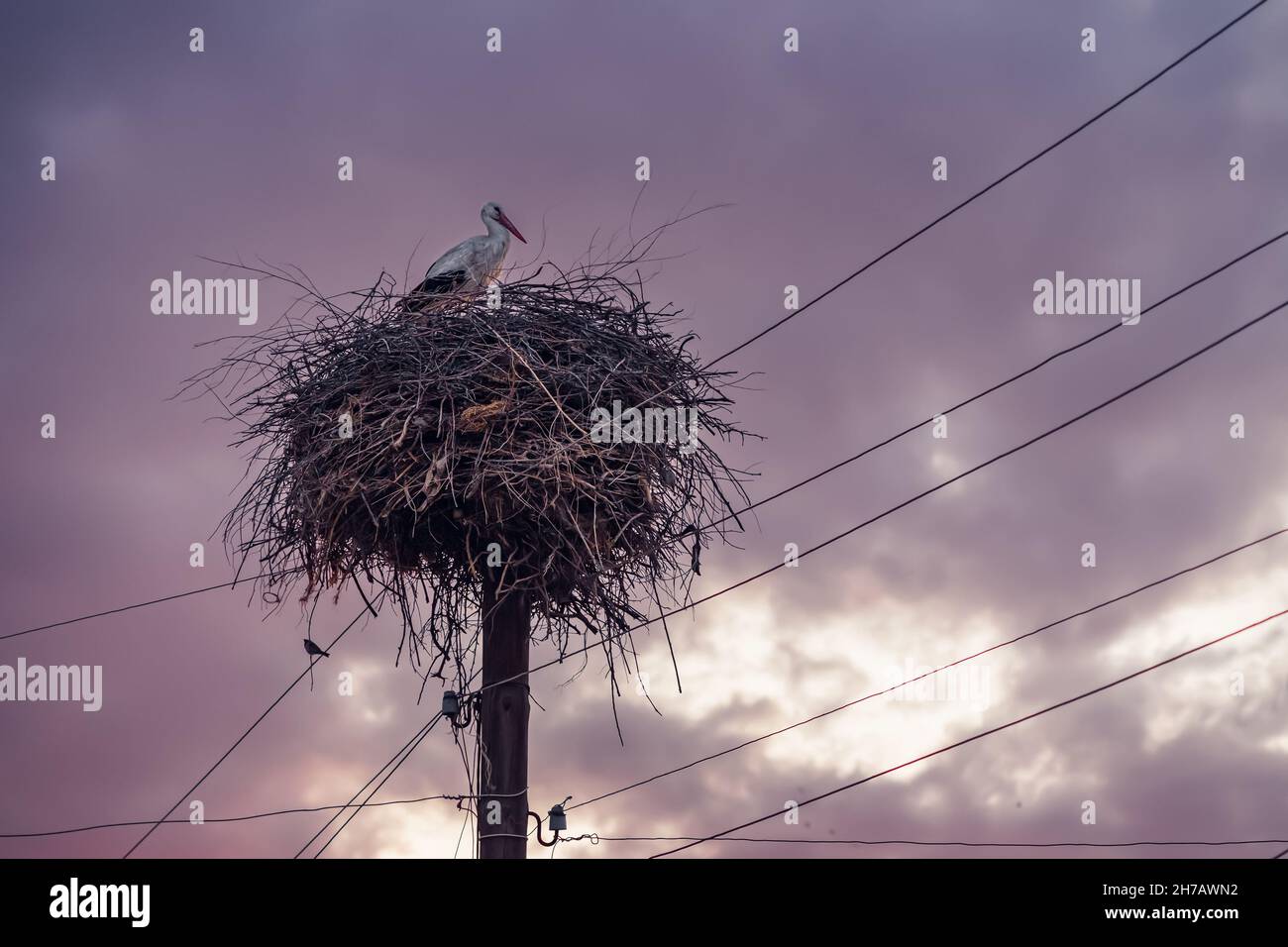 A stork has built a huge nest on an electric pole in the village. This ...