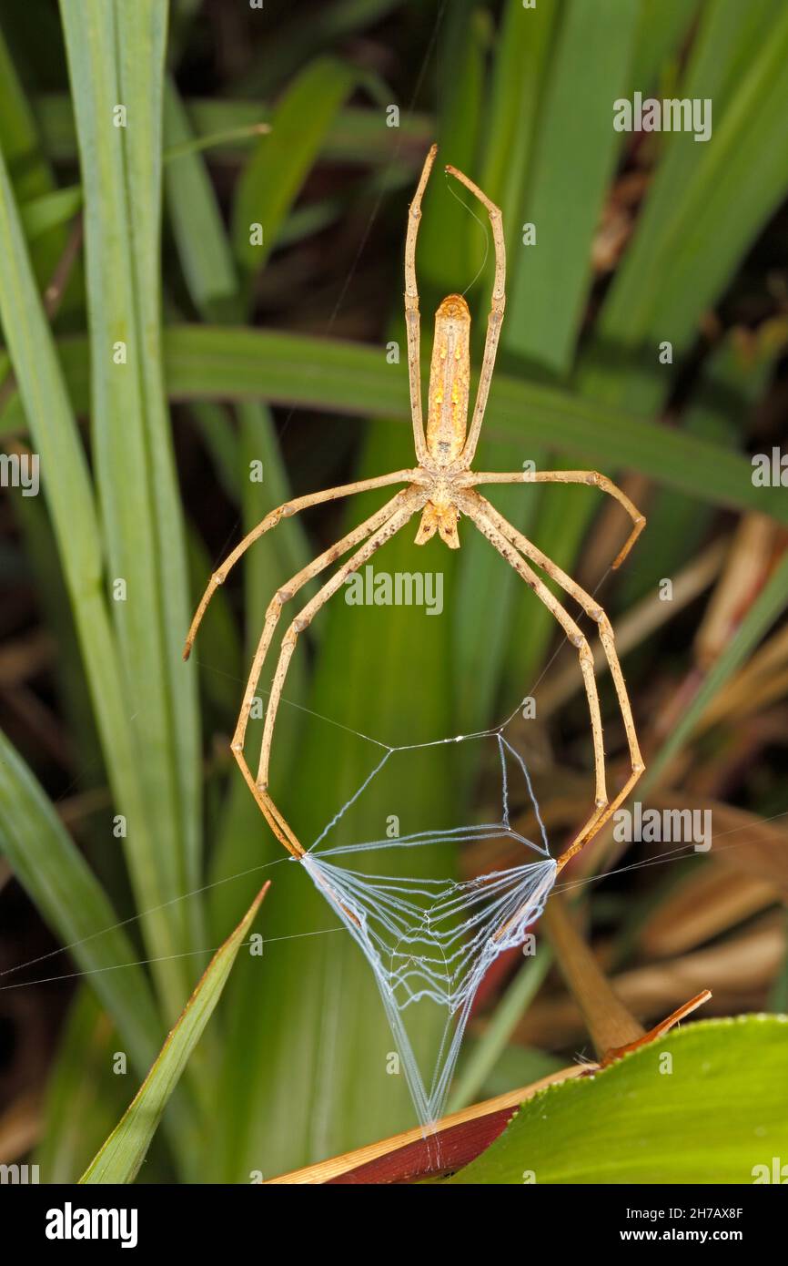 Female Net Casting Spider, Deinopis subrufa. Also known as a Rufous net ...