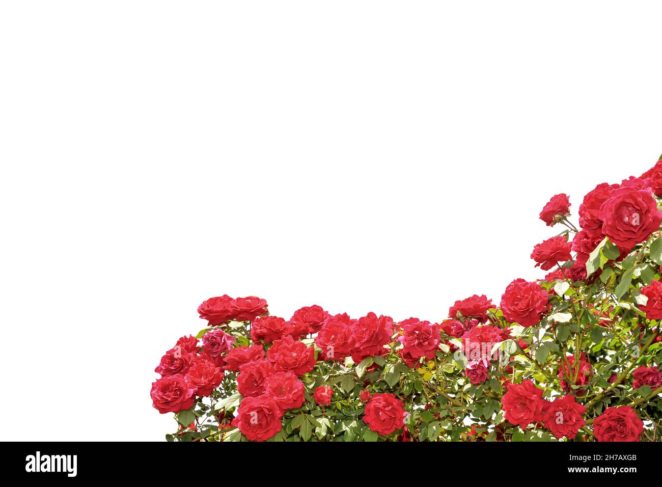 Red Rose Borders And Frames