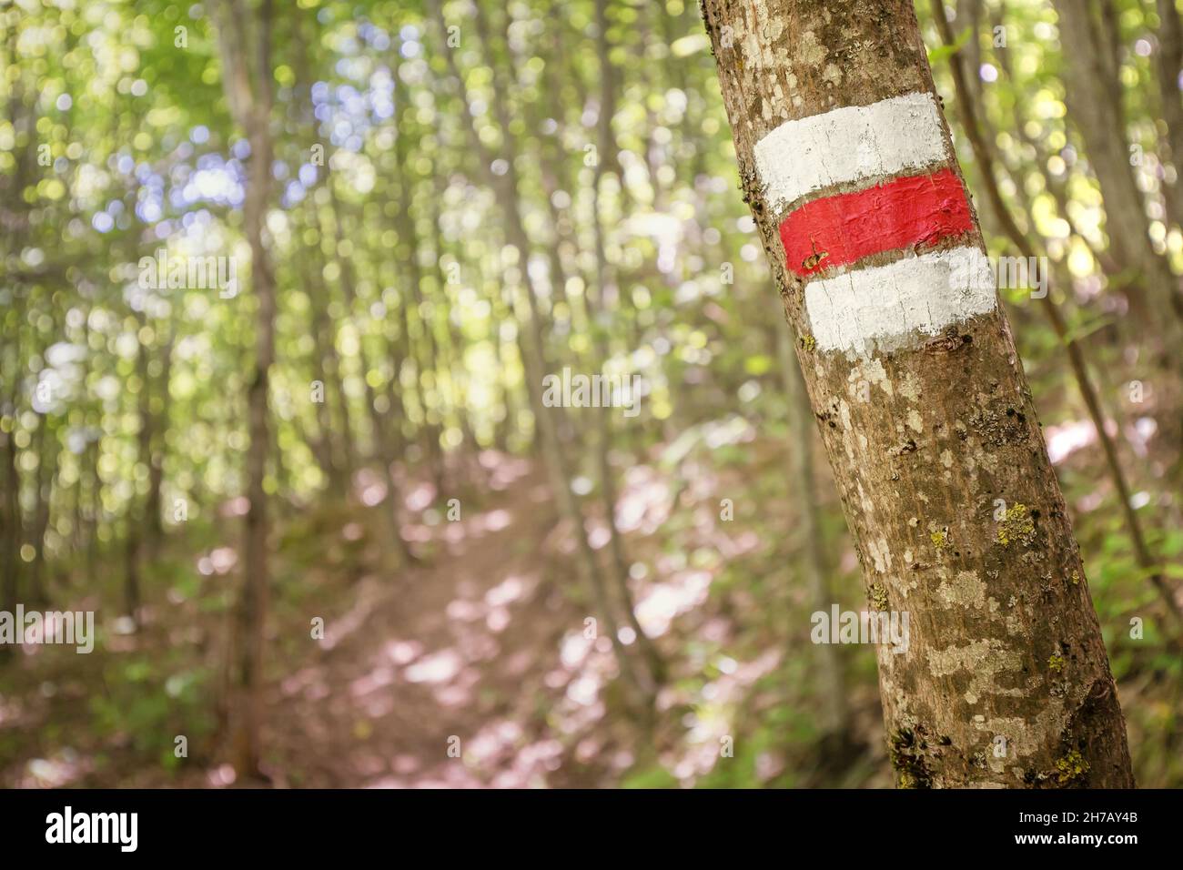 Hiking trail in a dense forest with a paint mark on a tree ...