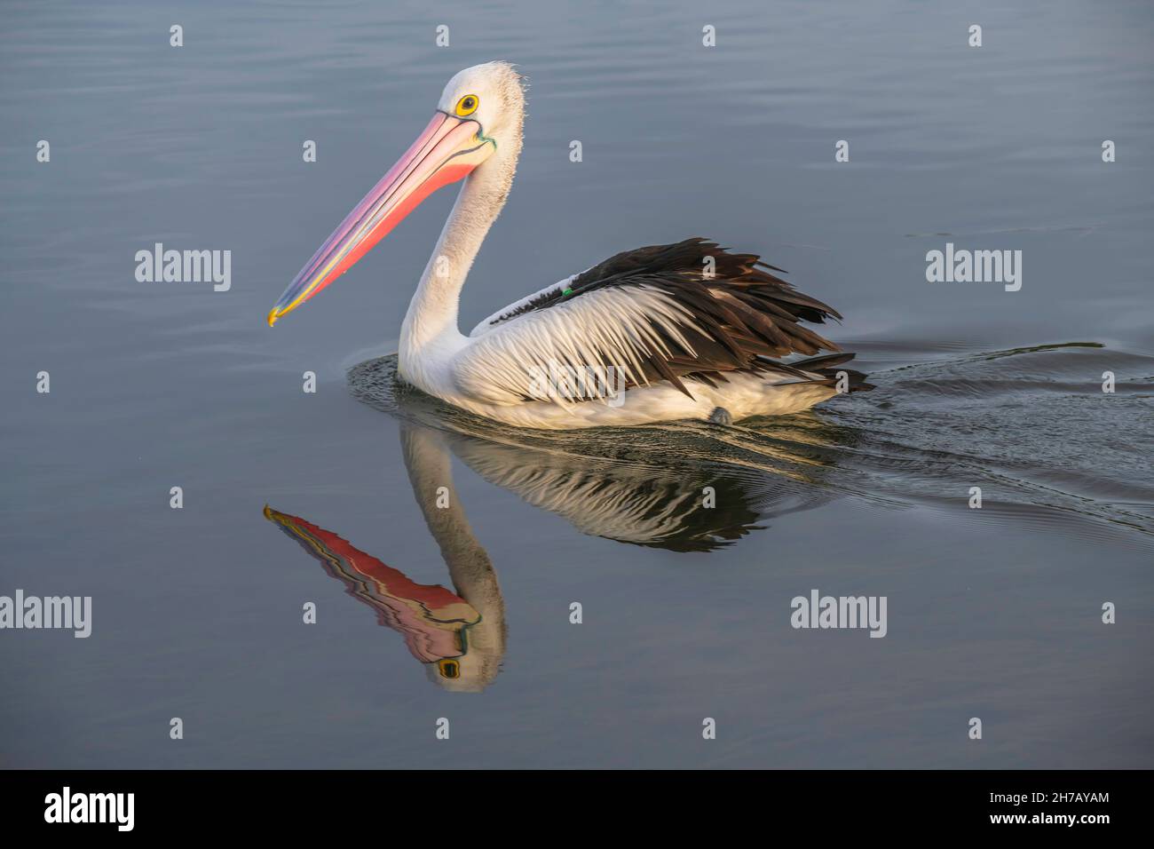 Marine ducks hi-res stock photography and images - Alamy