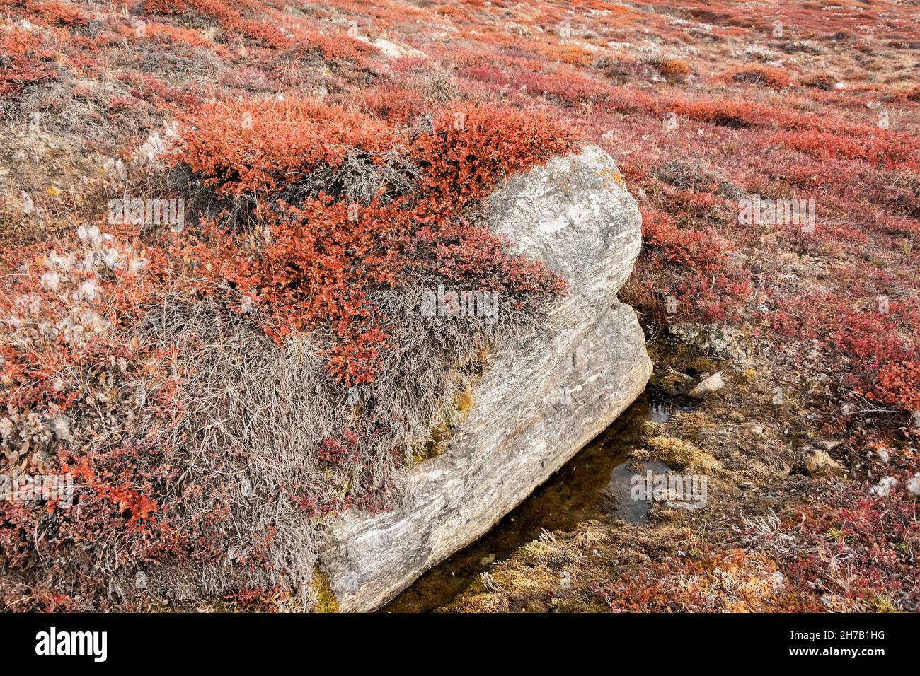 Dwarf birch and cotton grass growing over a granite rock, Harefjord ...