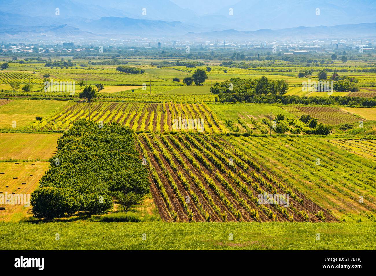 Agricultural fields where vineyards and other fruit and vegetable crops ...