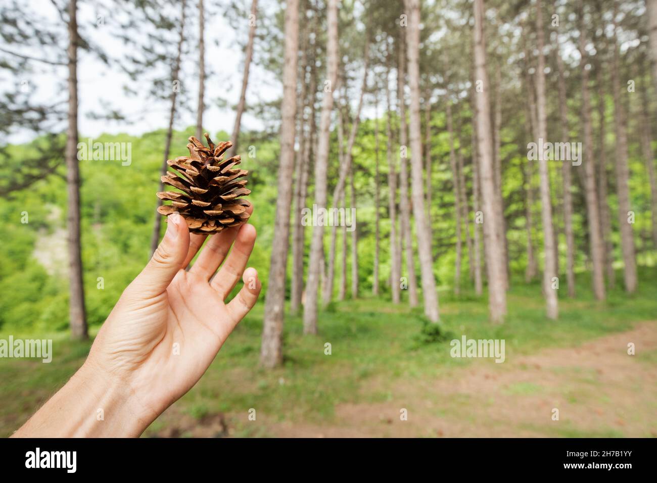 Collecting cones in a pine forest. The concept of environmental care ...