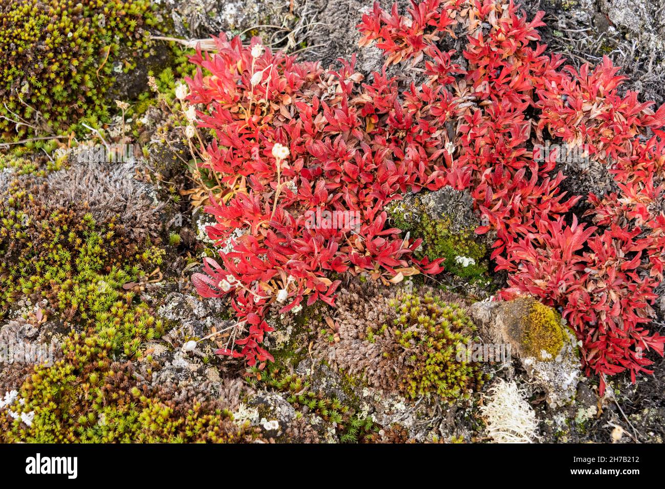 Fall mosses and bearberry (Arctostaphylos alpina) on Northeast Milne ...