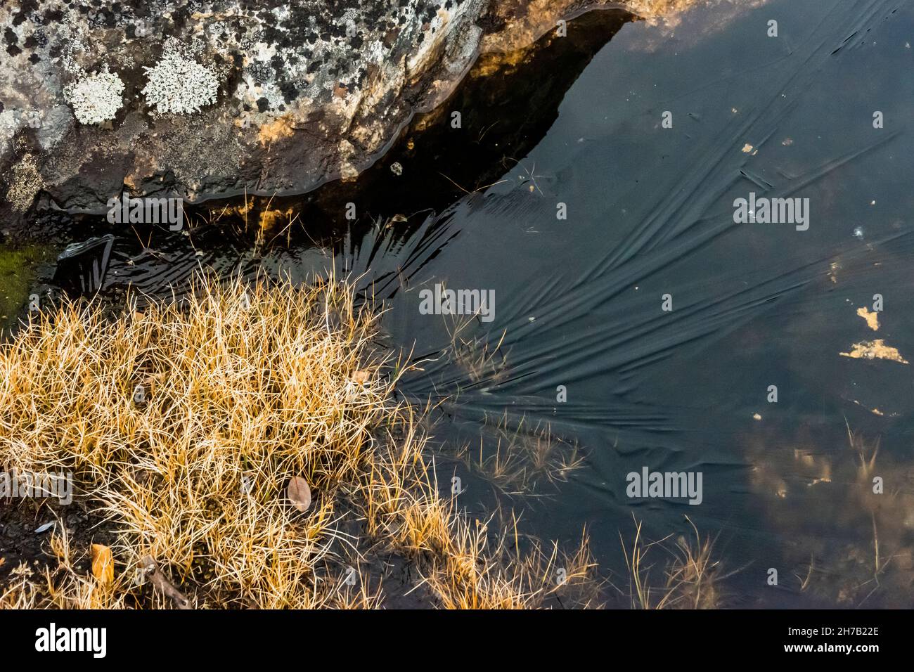 Ice needles forming in a small rocky pond, NE Milne Land, Scoresby Sund ...