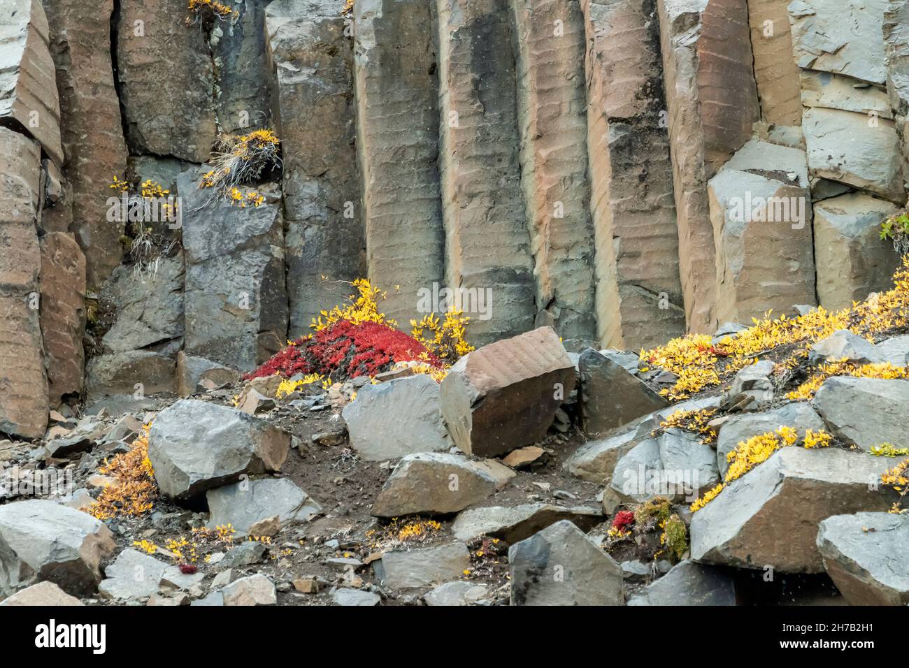 Arctic plants in fall colours among the columnar basalt rock formations ...