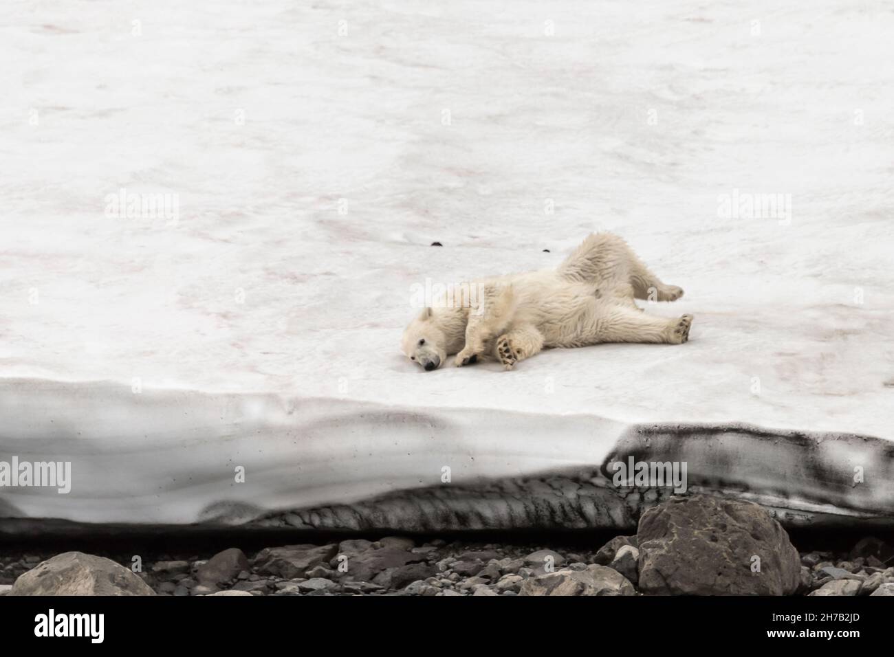 Polar bear rolling itself dry by the edge of a snow field, Vikingebugt ...