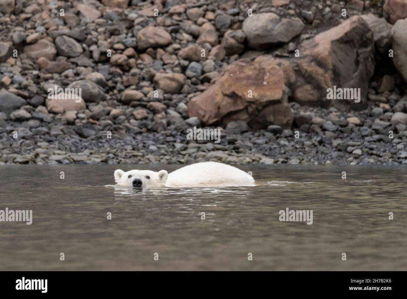 Eye to eye with a polar bear in the water, Vikingebugt Inlet, Scoresby ...