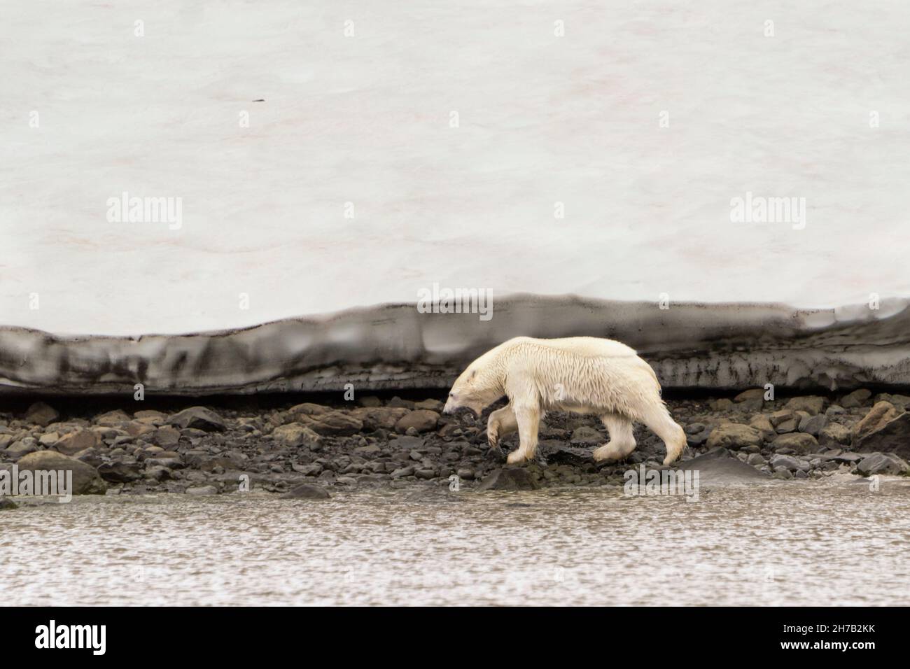Polar bear dripping water after a swim, Vikingebugt Inlet, Scoresby ...