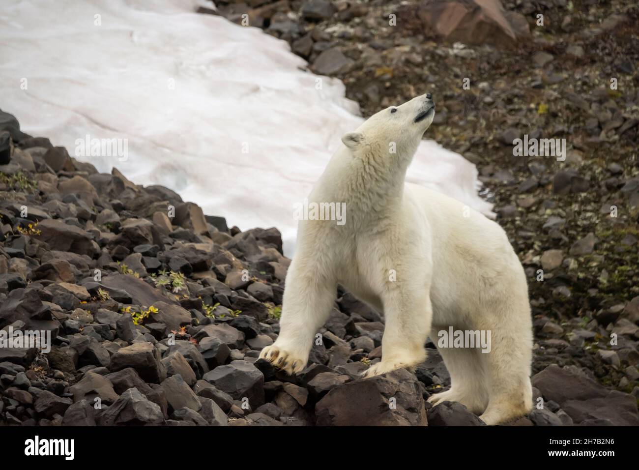 Polar bear by a patch of snow, sniffing the air, Vikingebugt Inlet ...