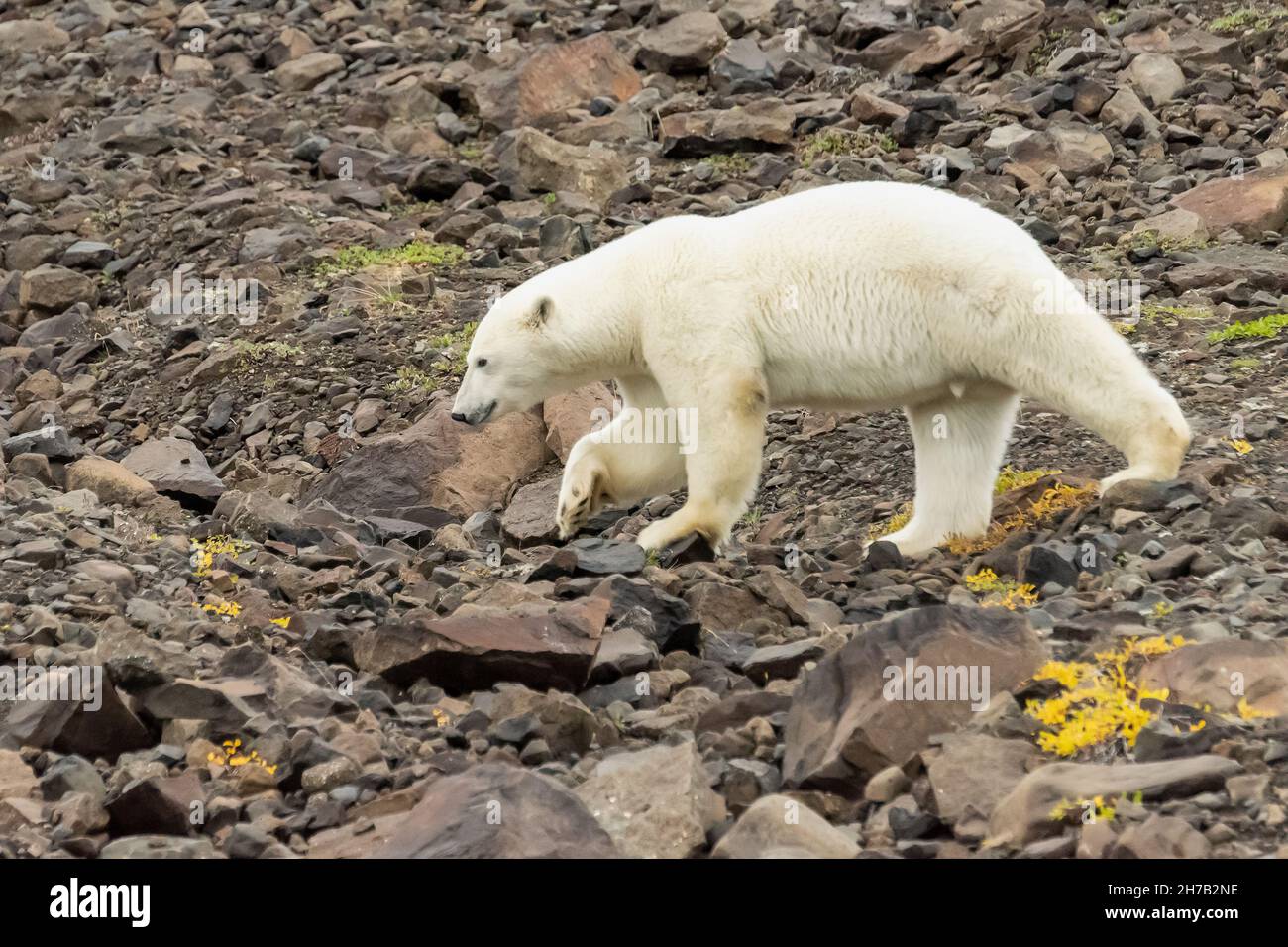Polar bear moving over rocky terrain with fall plants, Vikingebugt ...