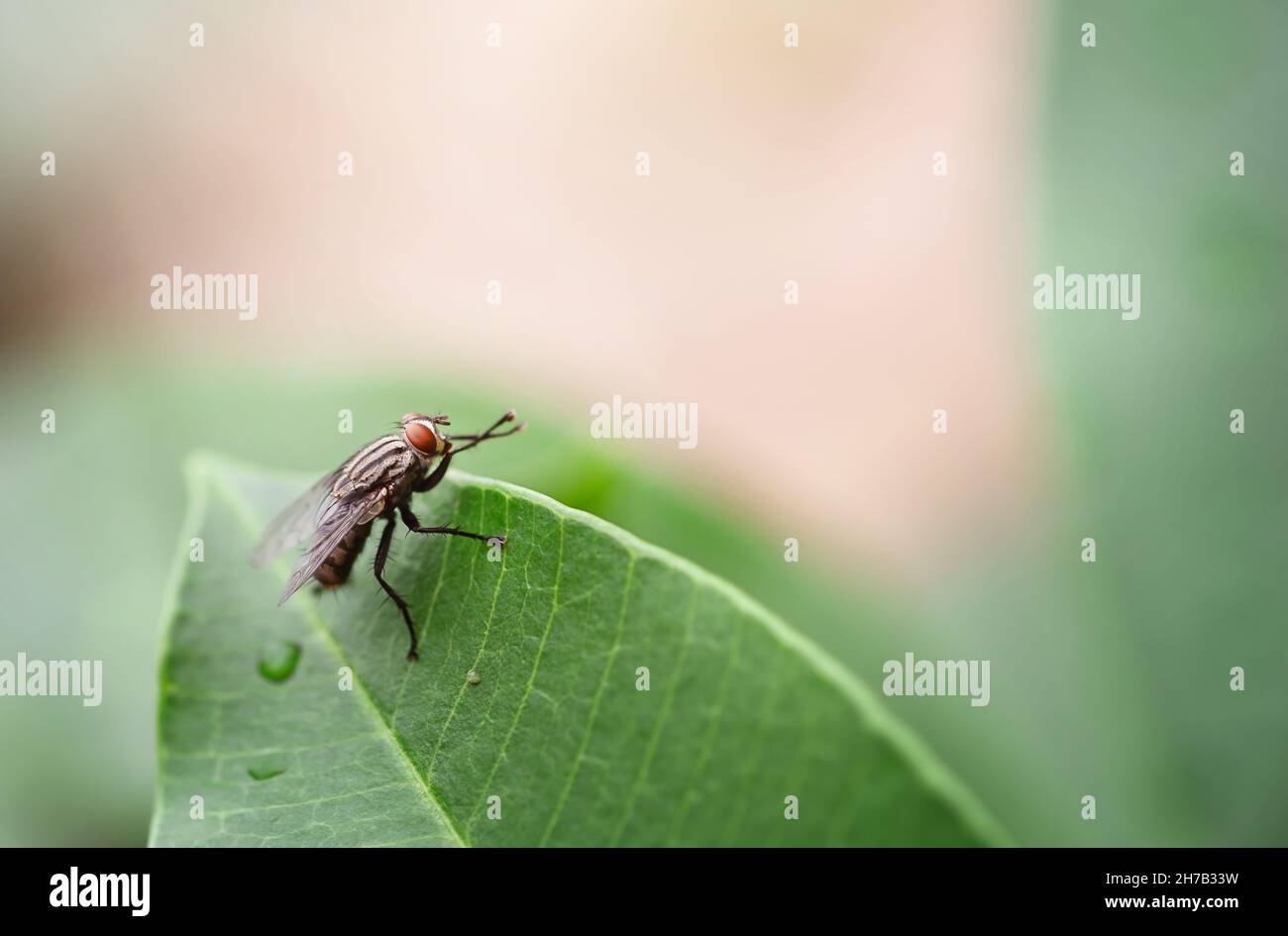 A fly sits on the leaf of the tree and rubs its front paws close-up ...