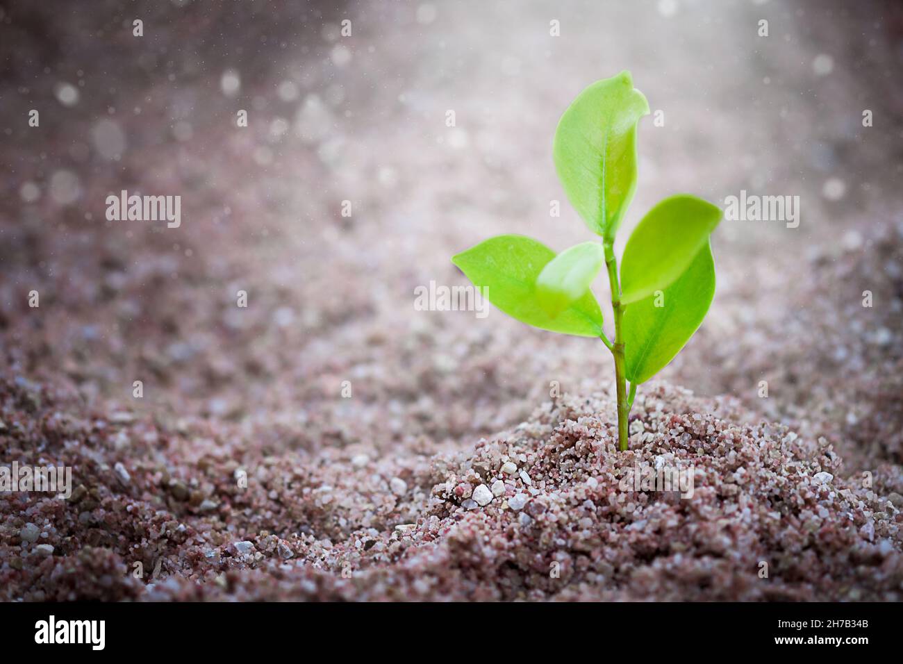 Fresh green seedling in the darck ground Stock Photo - Alamy