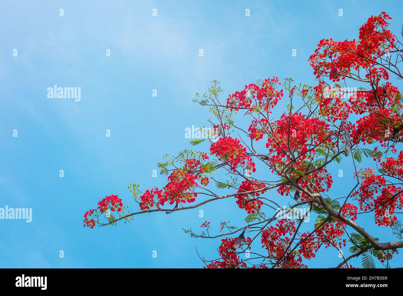 Fire tree hi-res stock photography and images - Alamy