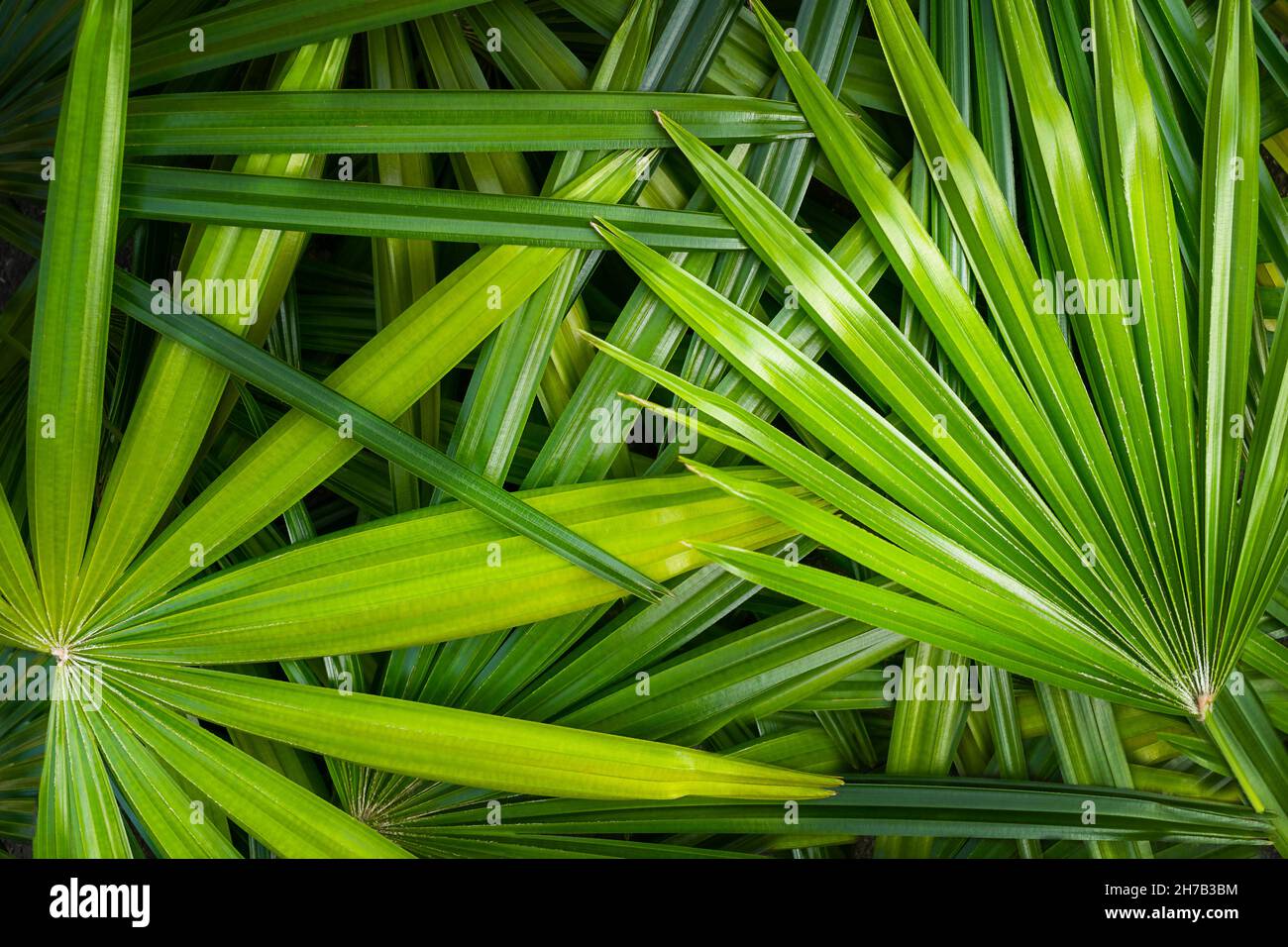 Many green leaves of a palm tree. Nature background Stock Photo - Alamy