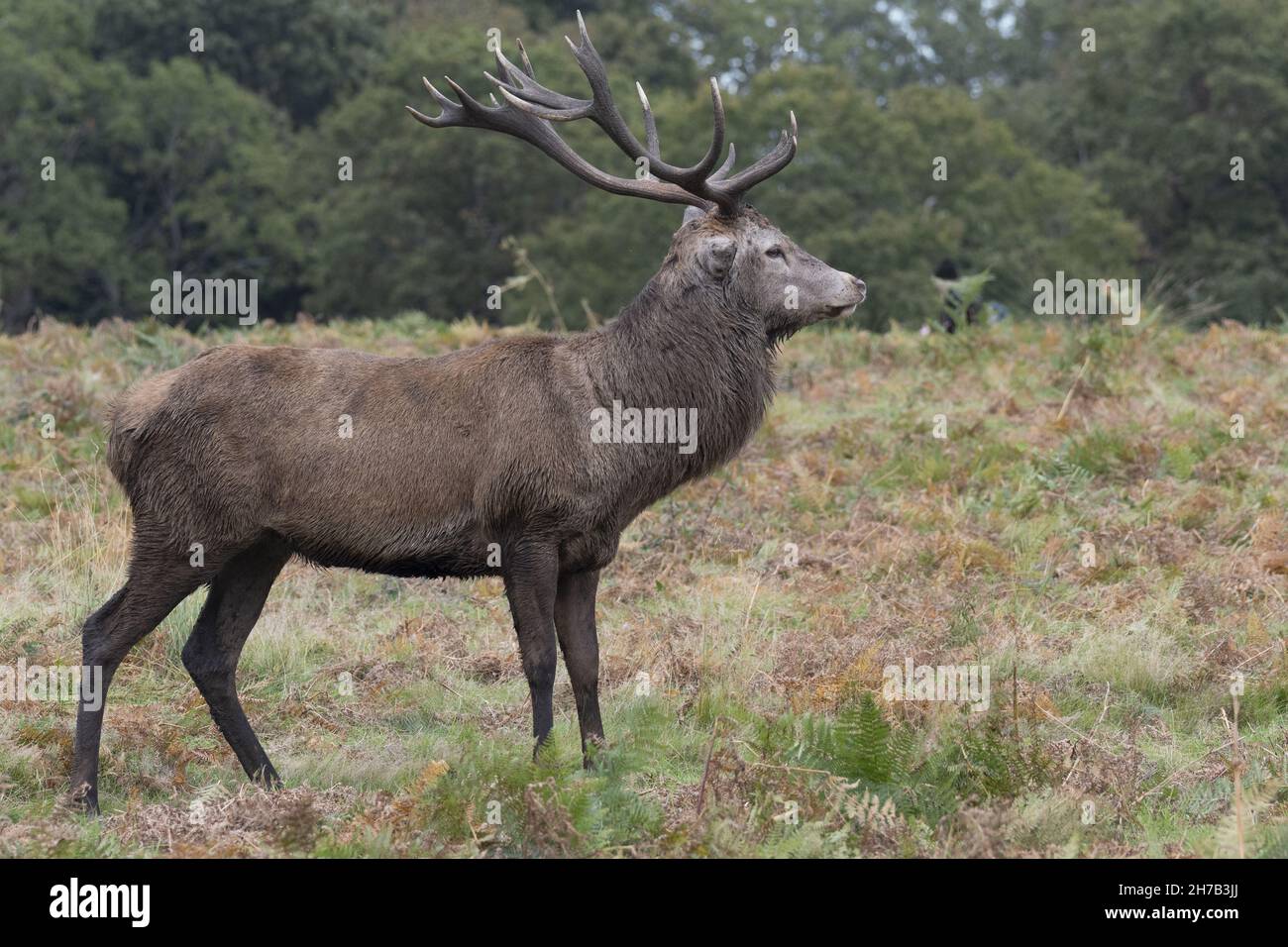 Red deer standing broadside sideways to camera Stock Photo - Alamy