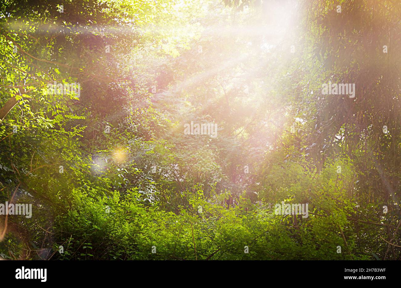 Impenetrable rainforest with sun rays landscape nature Stock Photo - Alamy