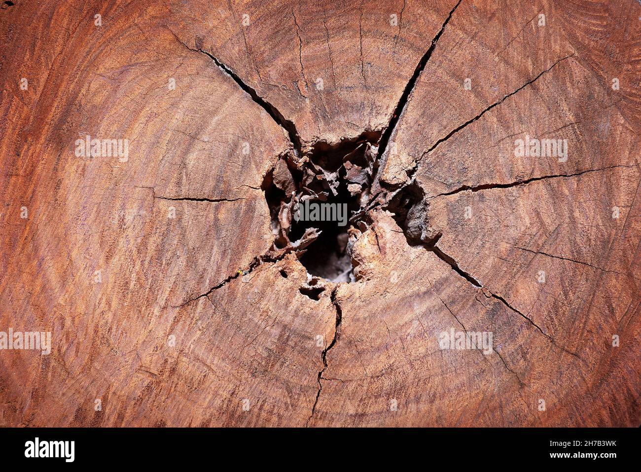 Natural background. A cut of a mahogany trunk Stock Photo - Alamy