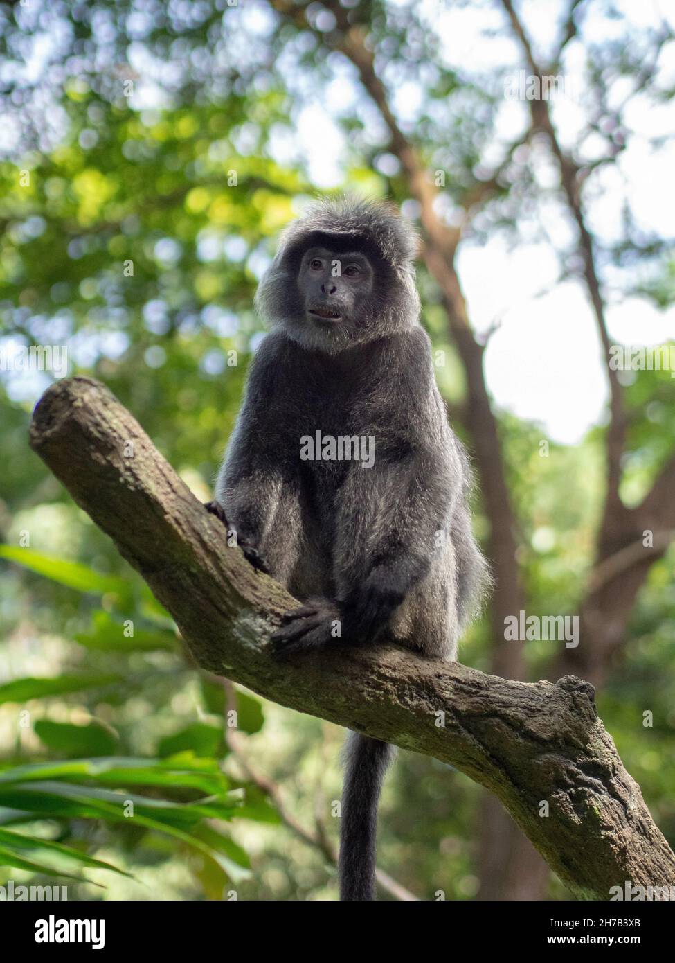 Monkey grey in colors hi-res stock photography and images - Alamy