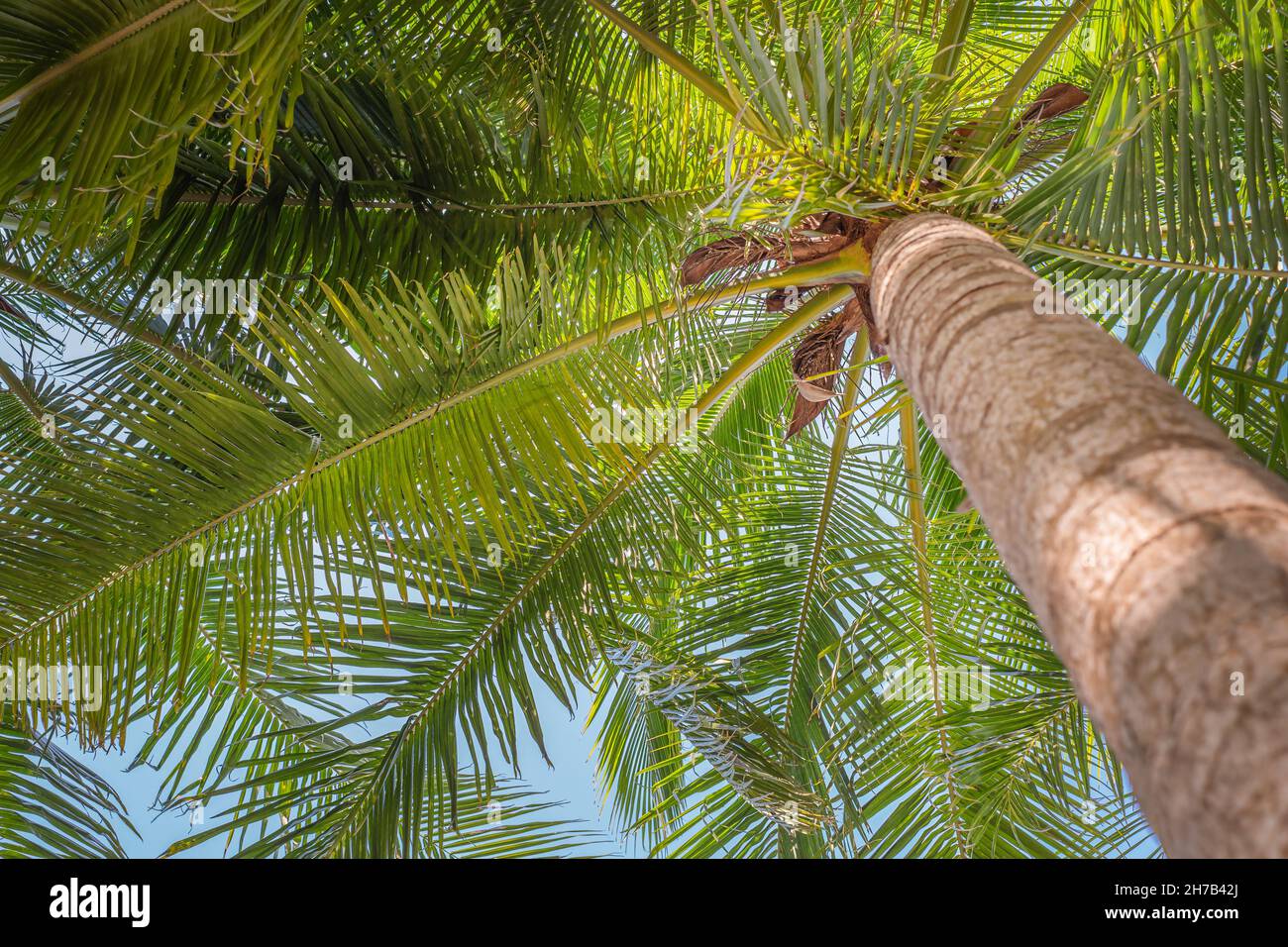 Palm tree bottom view. Natural background Stock Photo - Alamy