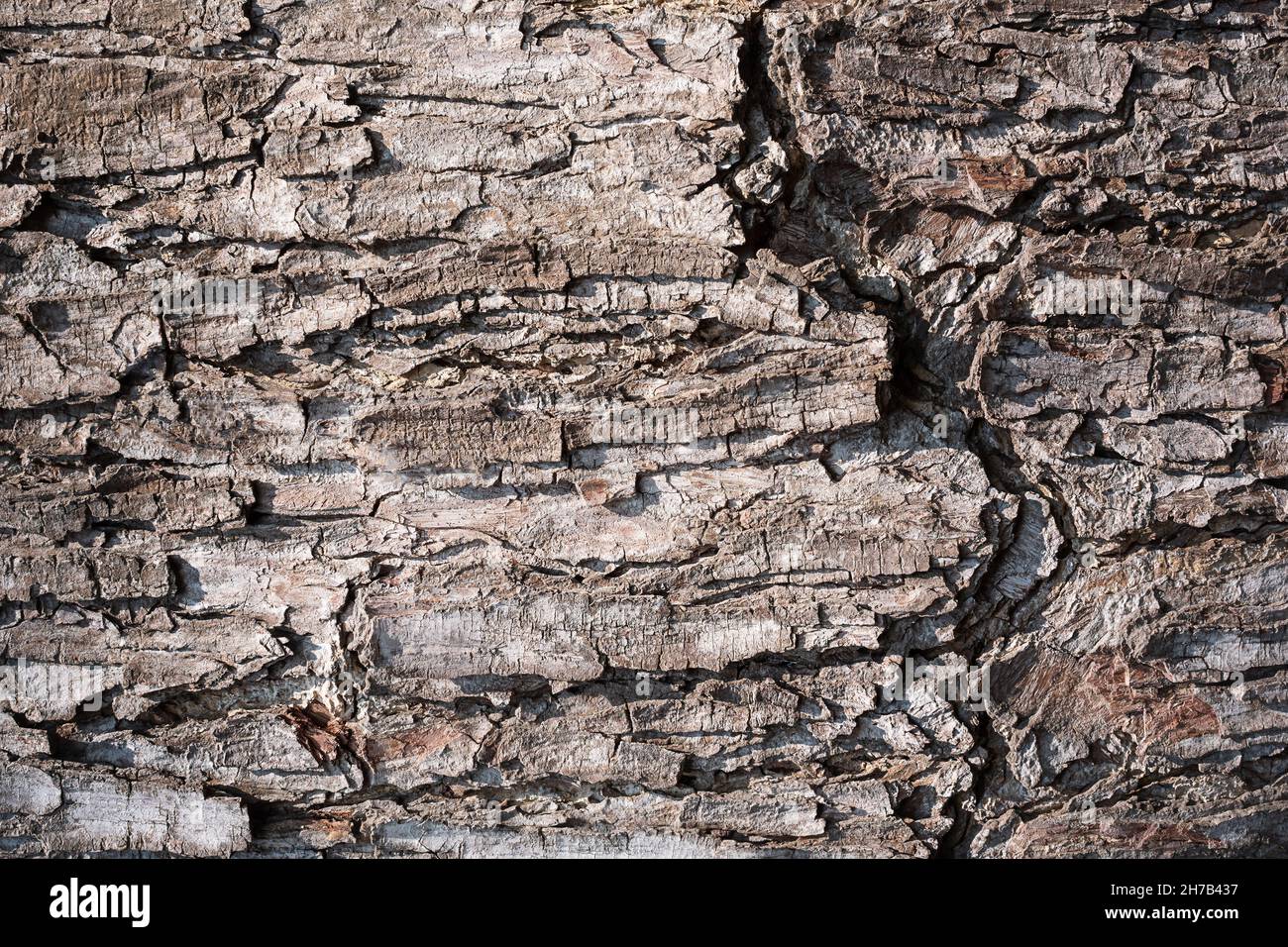 Tree bark background. Wood bark surface texture Stock Photo - Alamy